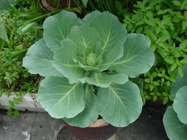 CETDEM - Centre For Environment, Technology And Development Malaysia