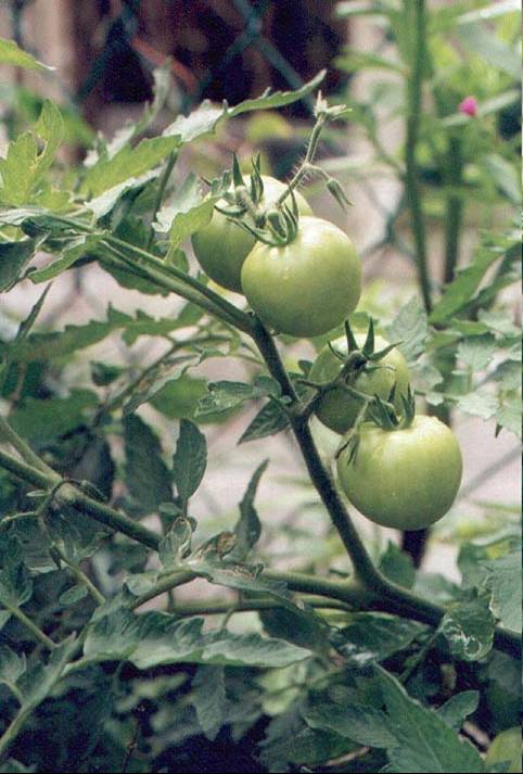 CETDEM - Centre For Environment, Technology And Development Malaysia